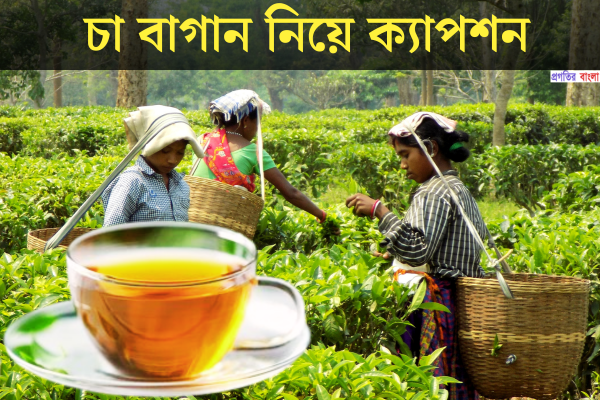 ১৬০+ চা বাগান নিয়ে ক্যাপশন ।স্ট্যাটাস । Tea Caption Bangla